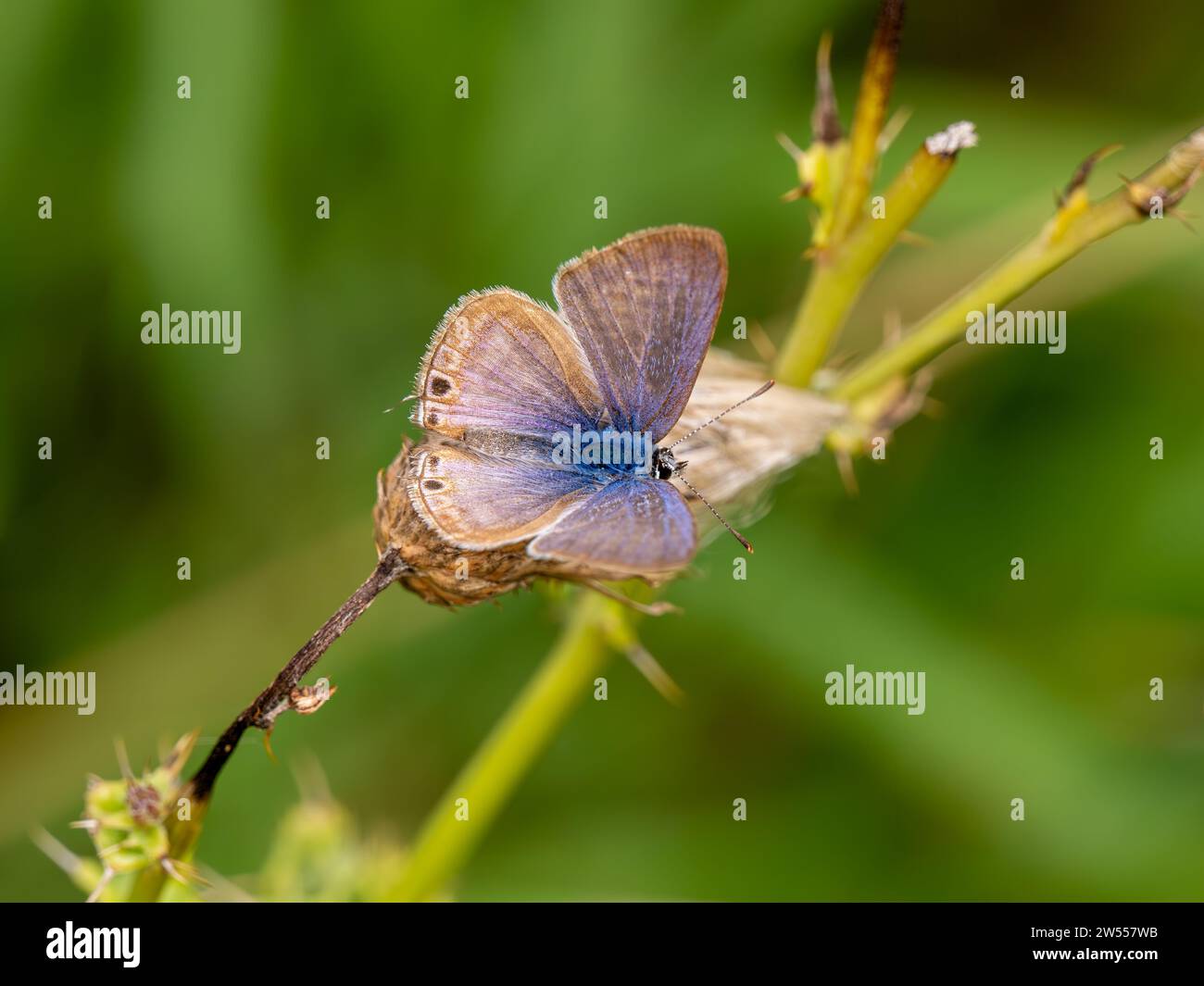 Long-tailed Blue Butterfly With its Wings Closed Stock Photo - Alamy