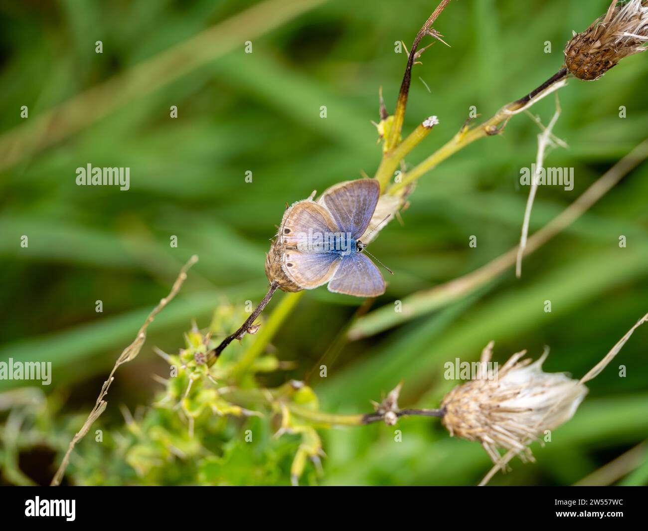 Long-tailed Blue Butterfly With its Wings Closed Stock Photo - Alamy