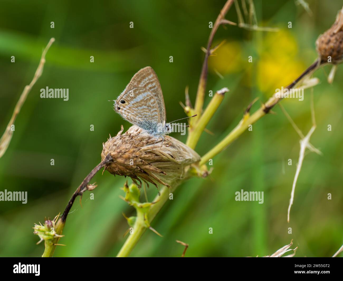 Long-tailed Blue Butterfly With its Wings Closed Stock Photo - Alamy