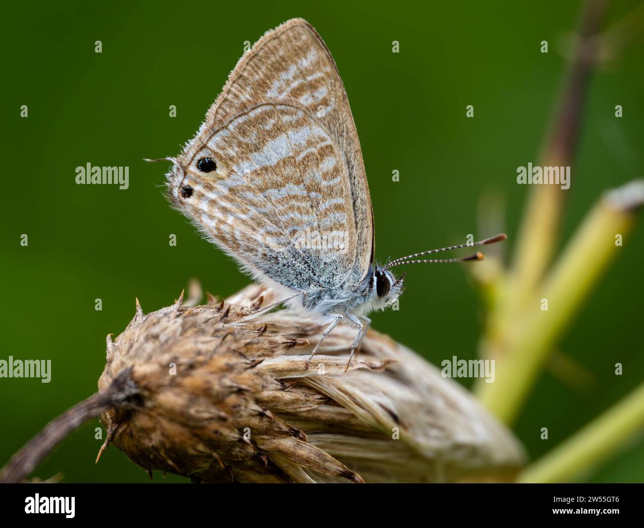 Long-tailed Blue Butterfly With its Wings Closed Stock Photo - Alamy