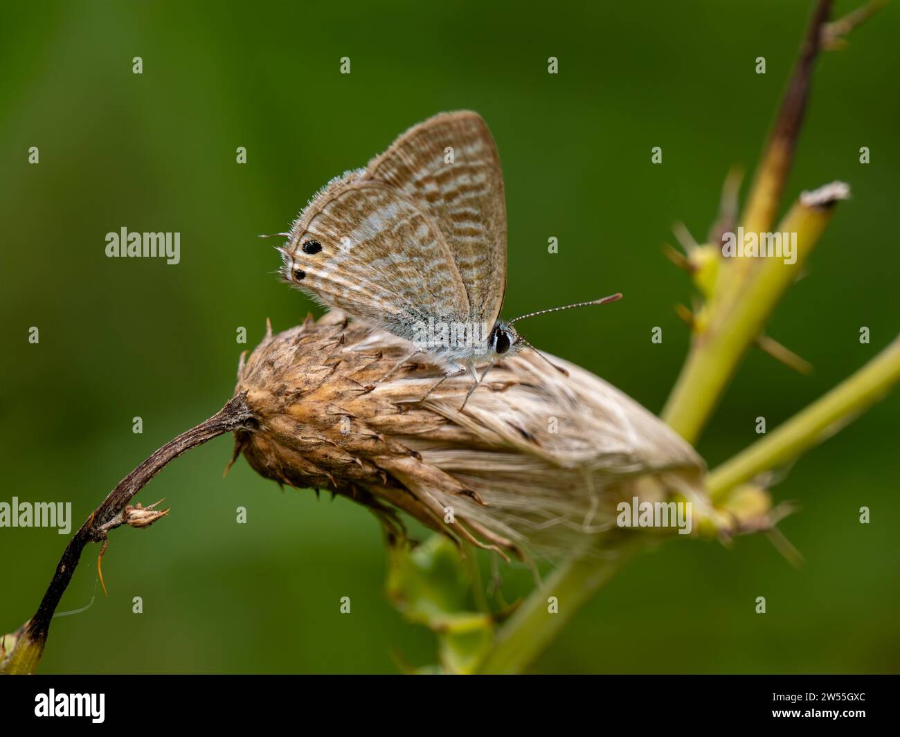 Long-tailed Blue Butterfly With its Wings Closed Stock Photo - Alamy