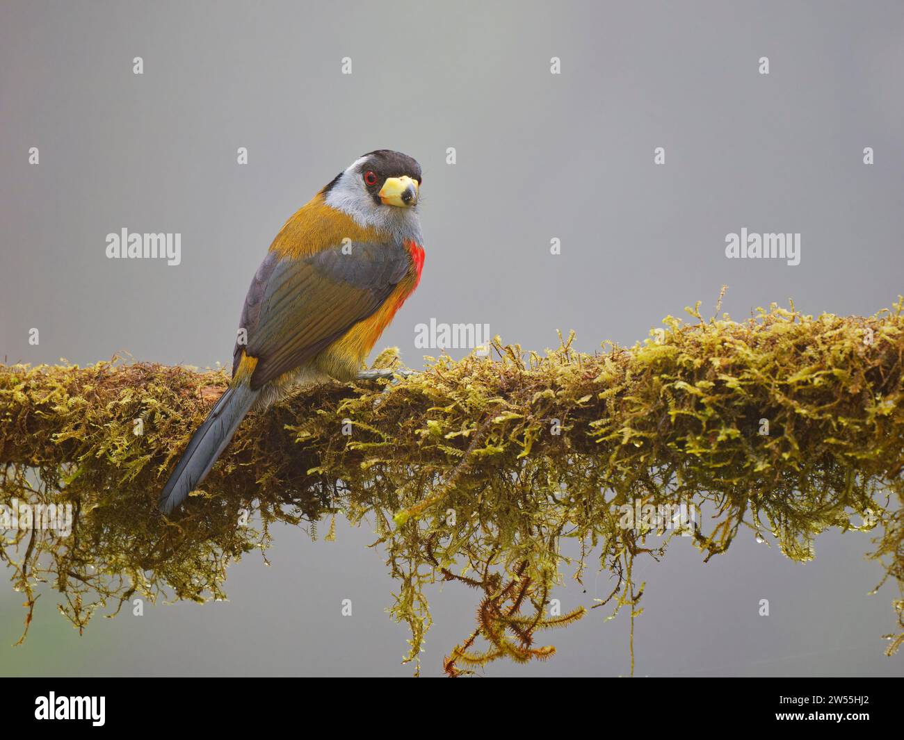 Toucan Barbet Semnornis ramphastinus Ecuador BI037414 Stock Photo - Alamy