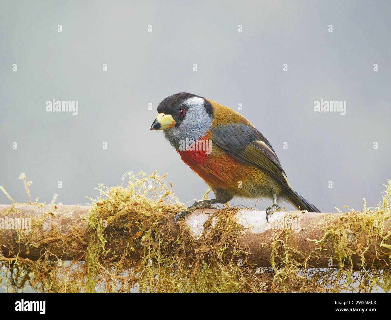 Toucan Barbet Semnornis ramphastinus Ecuador BI037426 Stock Photo - Alamy
