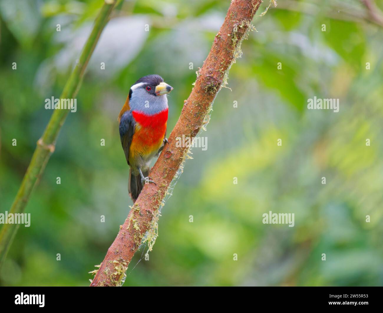 Toucan Barbet Semnornis ramphastinus Ecuador BI037432 Stock Photo - Alamy