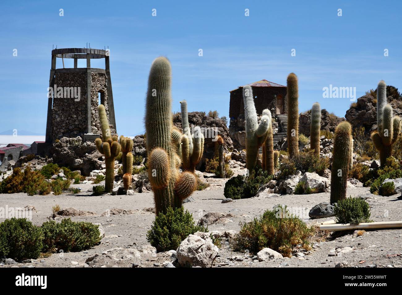 Large Cacti close to buildings in the village. Coqueza Canton, Bolivia ...