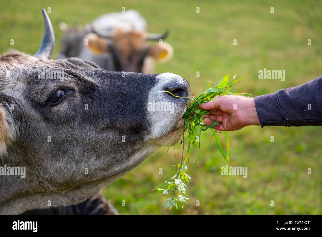 Hand feeding cow hi-res stock photography and images - Alamy