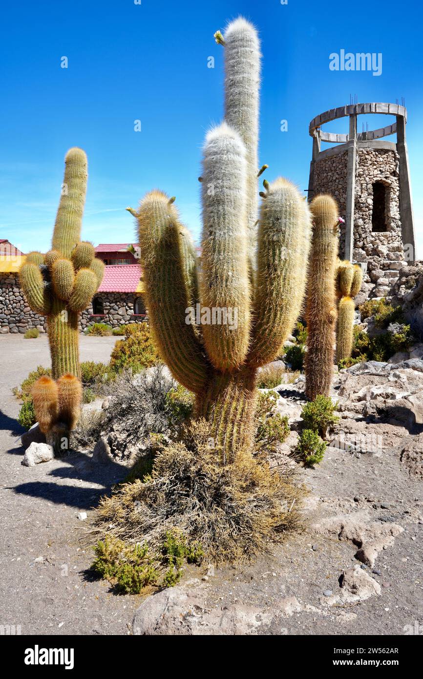 Large Cacti close to buildings in the village. Coqueza Canton, Bolivia ...