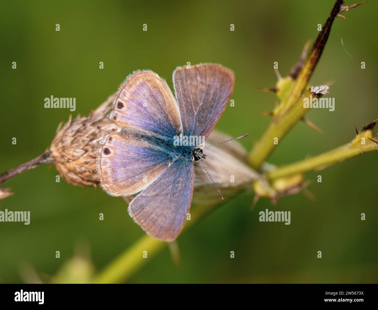 Long-tailed Blue Butterfly With its Wings Closed Stock Photo - Alamy