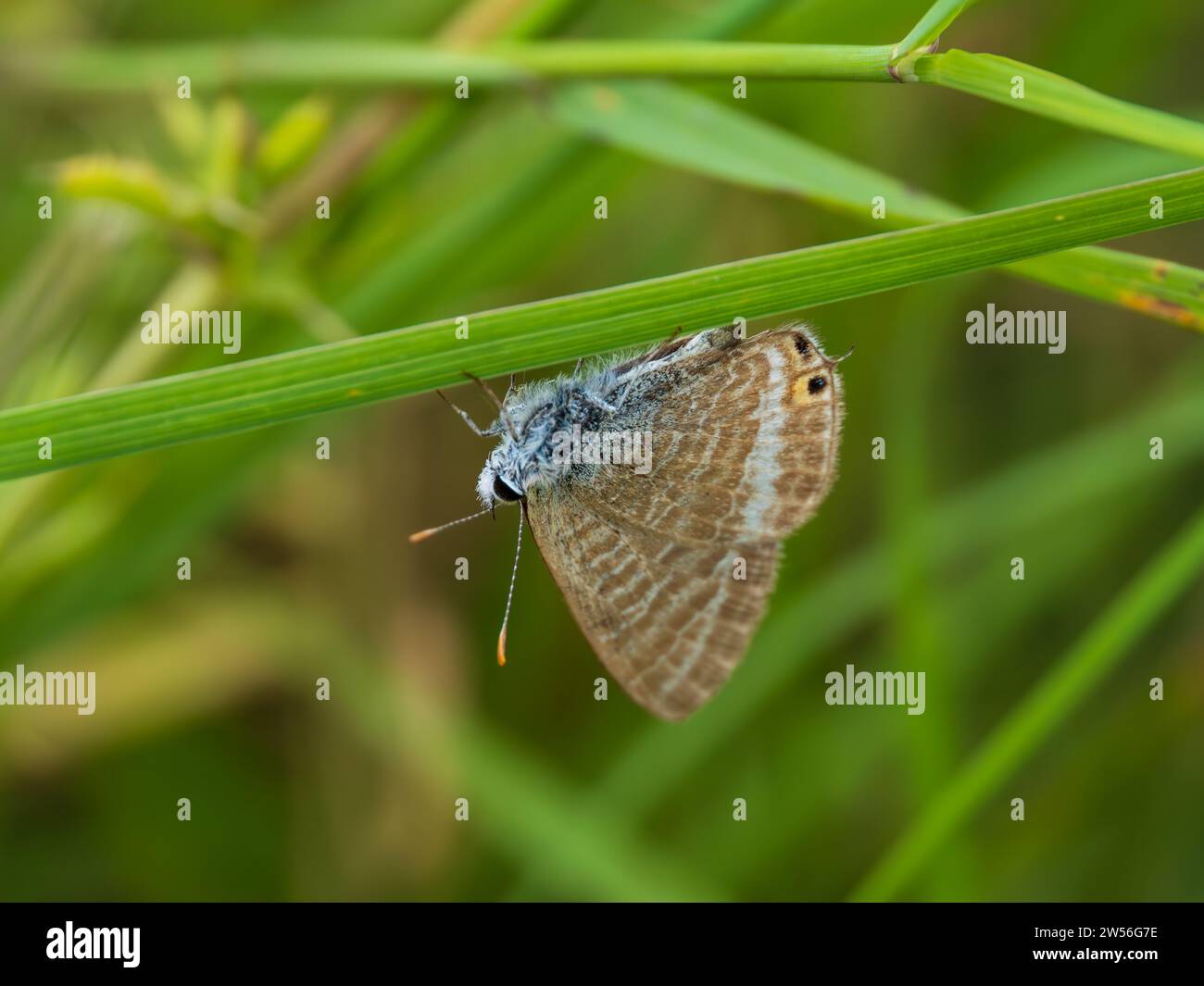 Long-tailed Blue Butterfly With its Wings Closed Stock Photo - Alamy