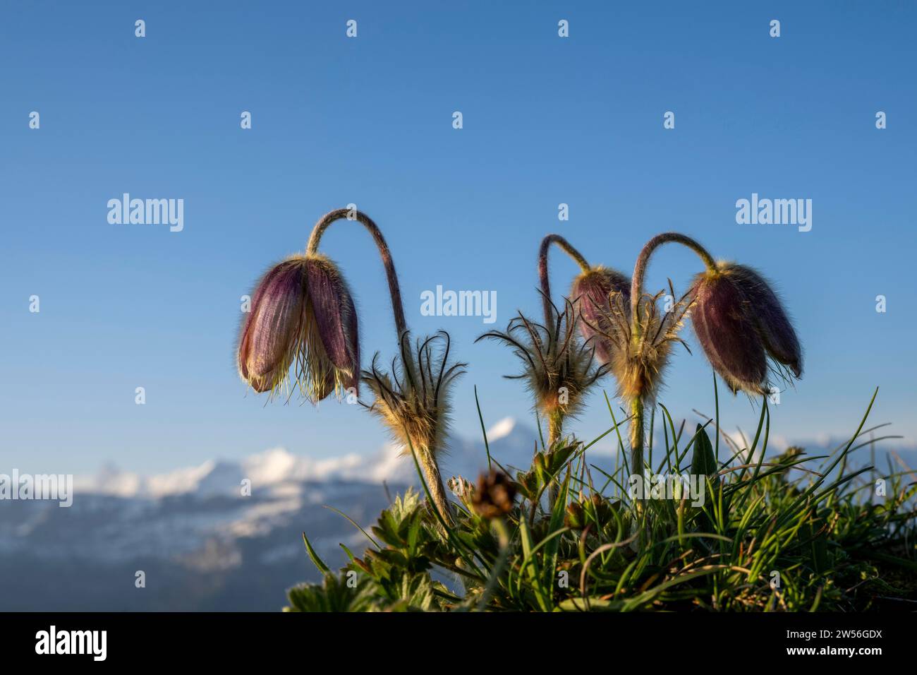 Alpine pasqueflower (Pulsatilla alpina) with the Bernese Alps in the ...