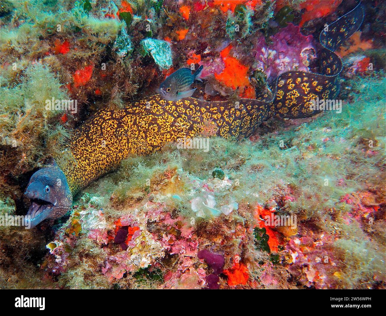 Mediterranean moray (Muraena helena), dive site marine reserve Cap de ...