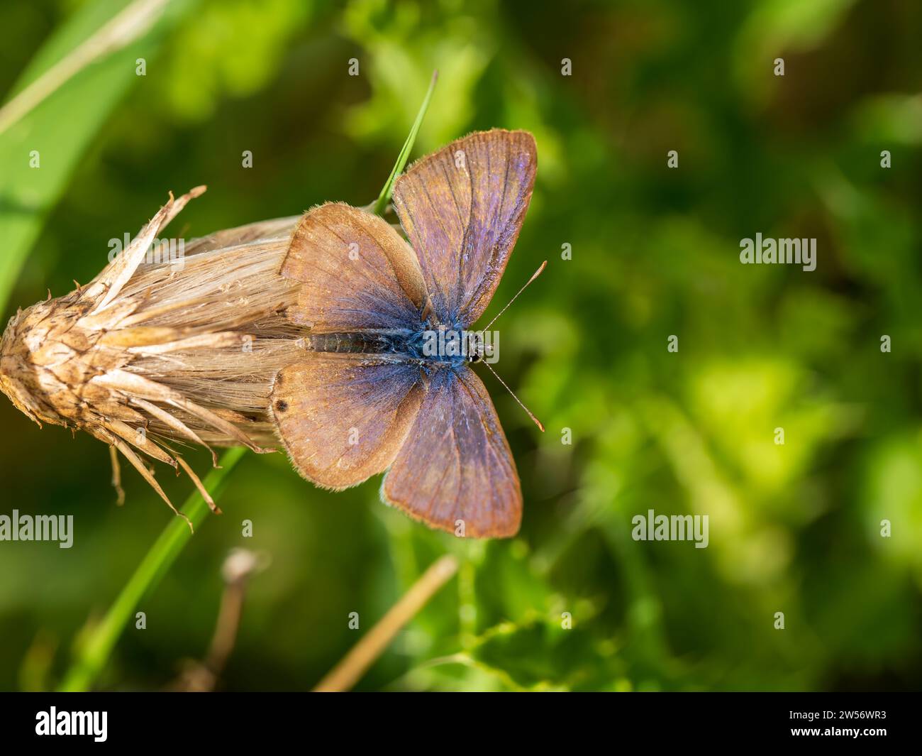 Long-tailed Blue Butterfly With its Wings Closed Stock Photo - Alamy
