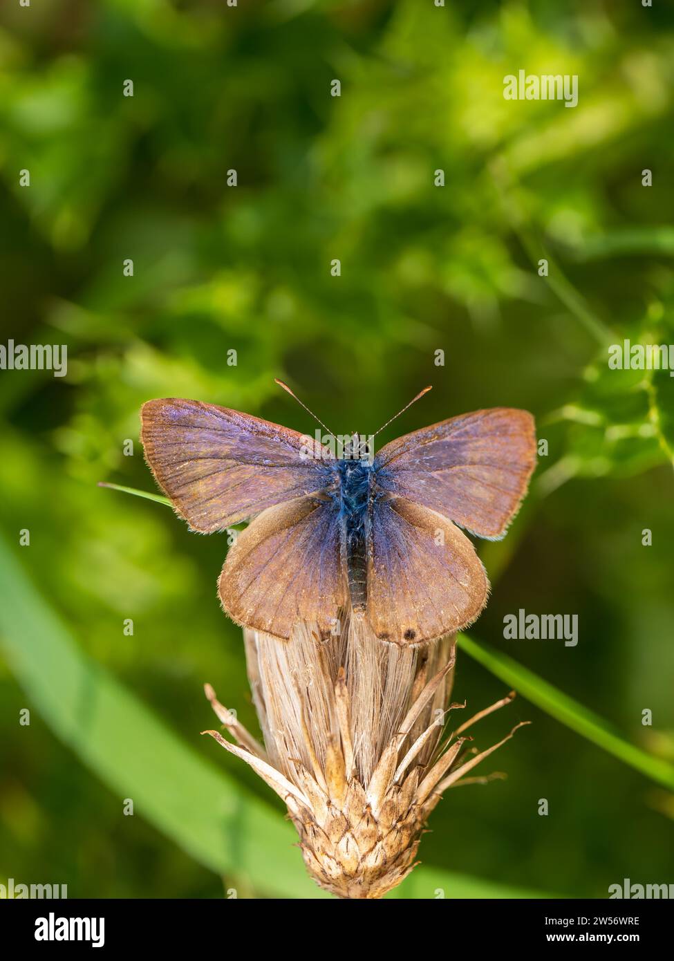 Long-tailed Blue Butterfly With its Wings Closed Stock Photo - Alamy