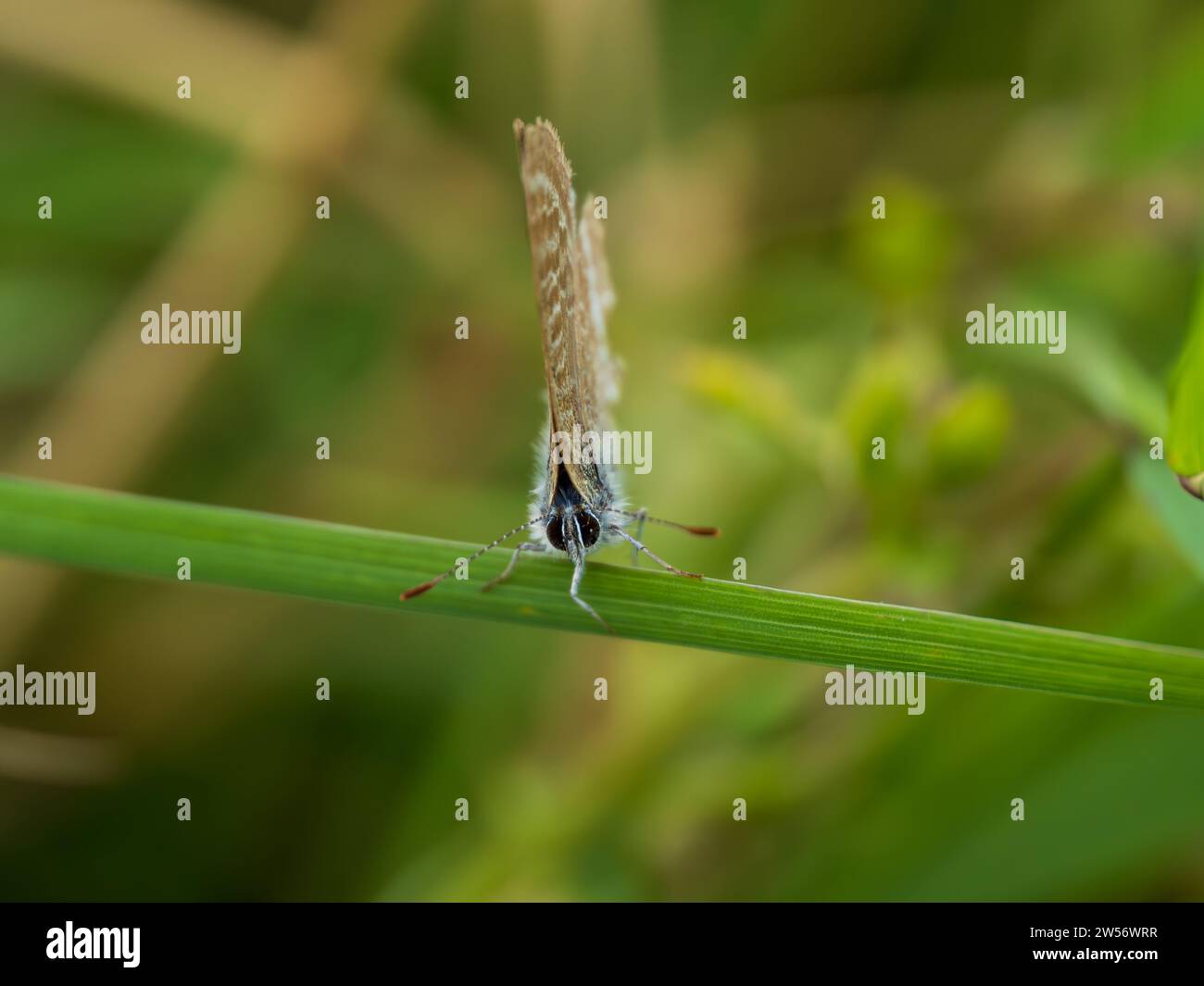 Long-tailed Blue Butterfly With its Wings Closed Stock Photo - Alamy