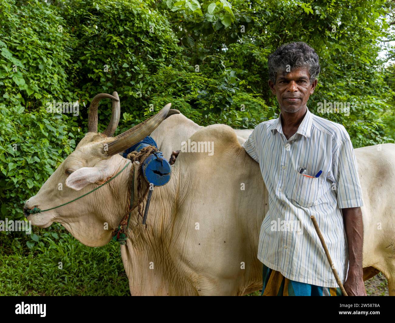 Sinhalese man with his ox, Sri Lanka Stock Photo - Alamy