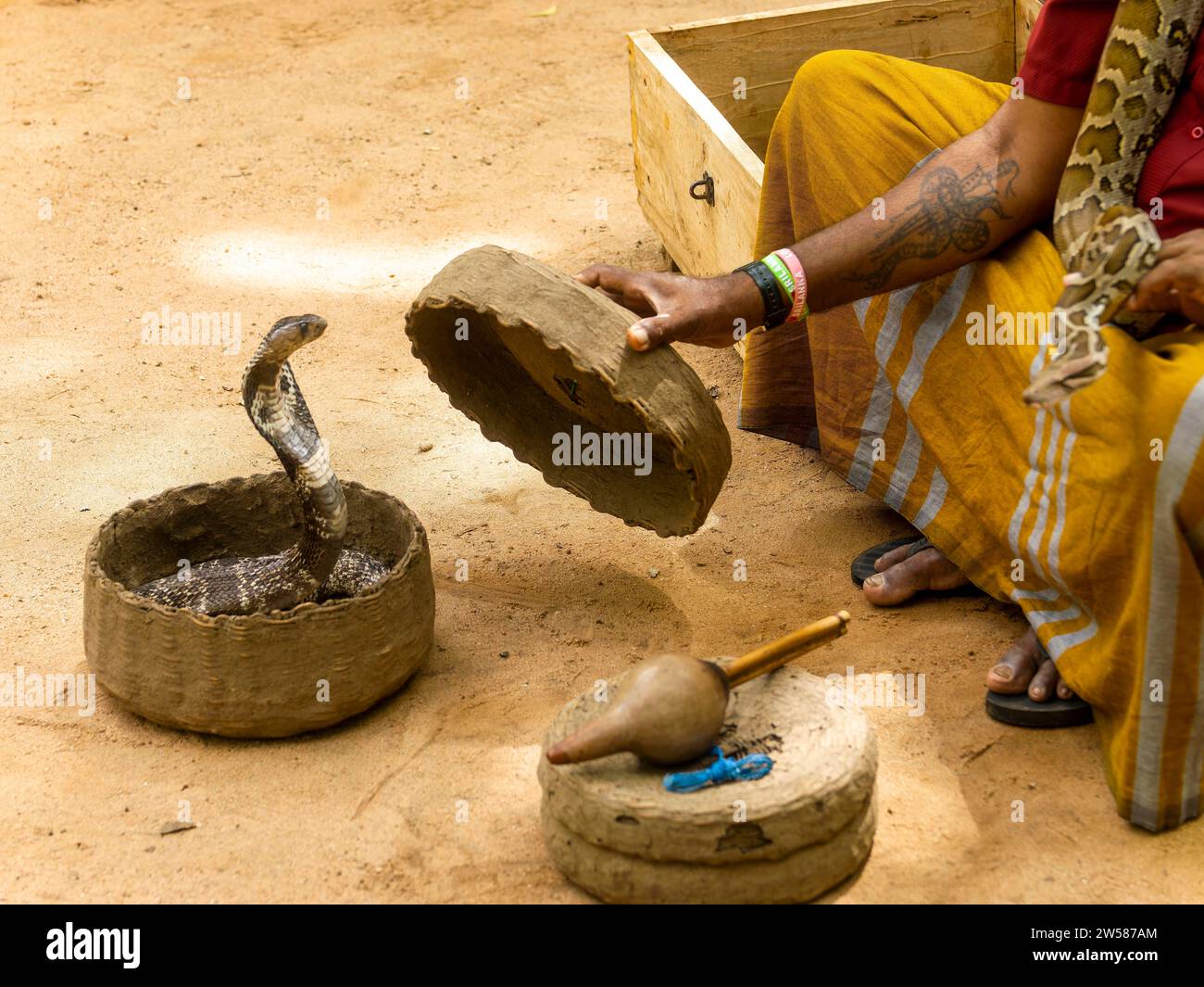 Snake charmer with cobra in basket and constrictor snake around neck ...