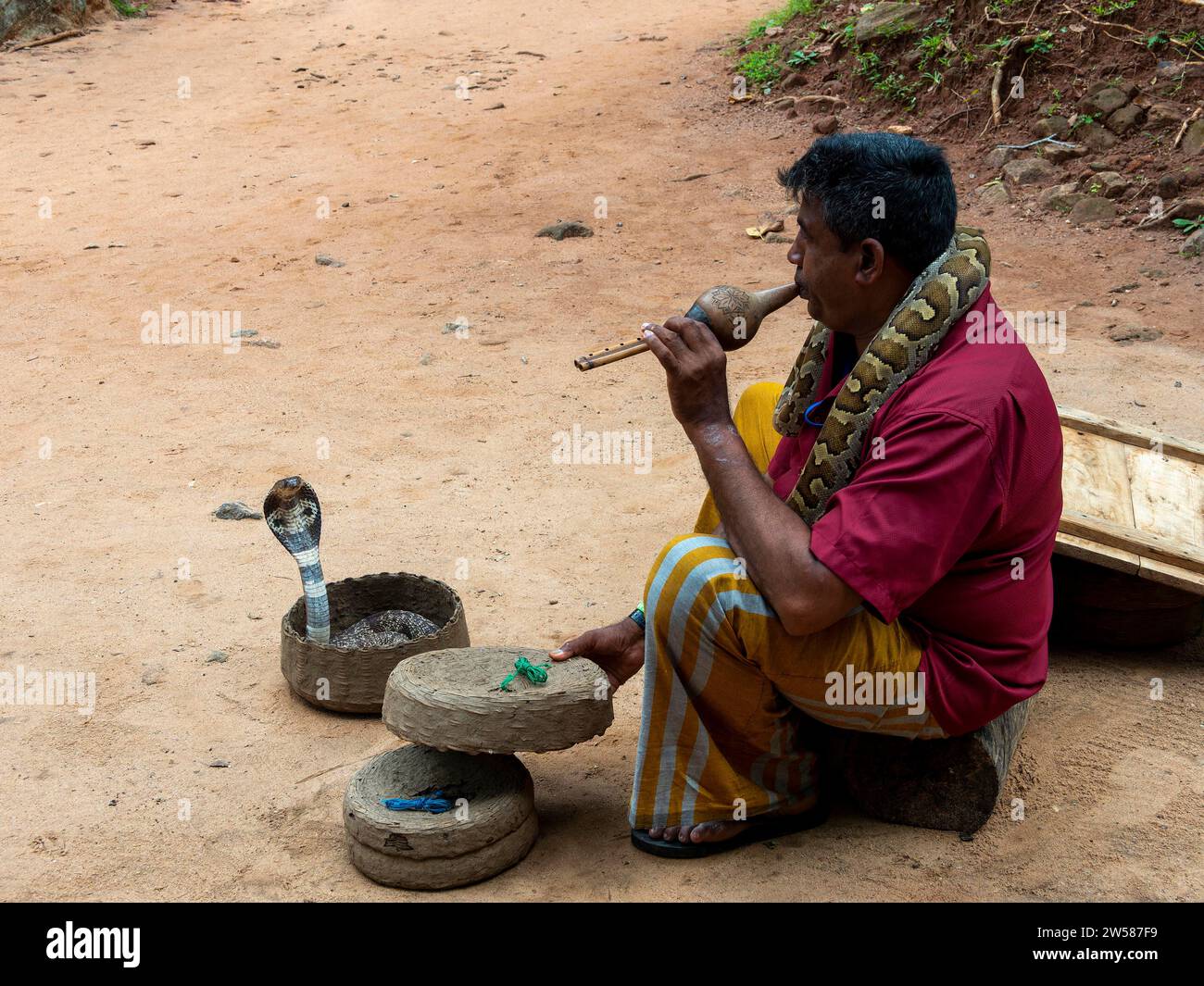Snake charmer with cobra in basket and constrictor snake around neck ...