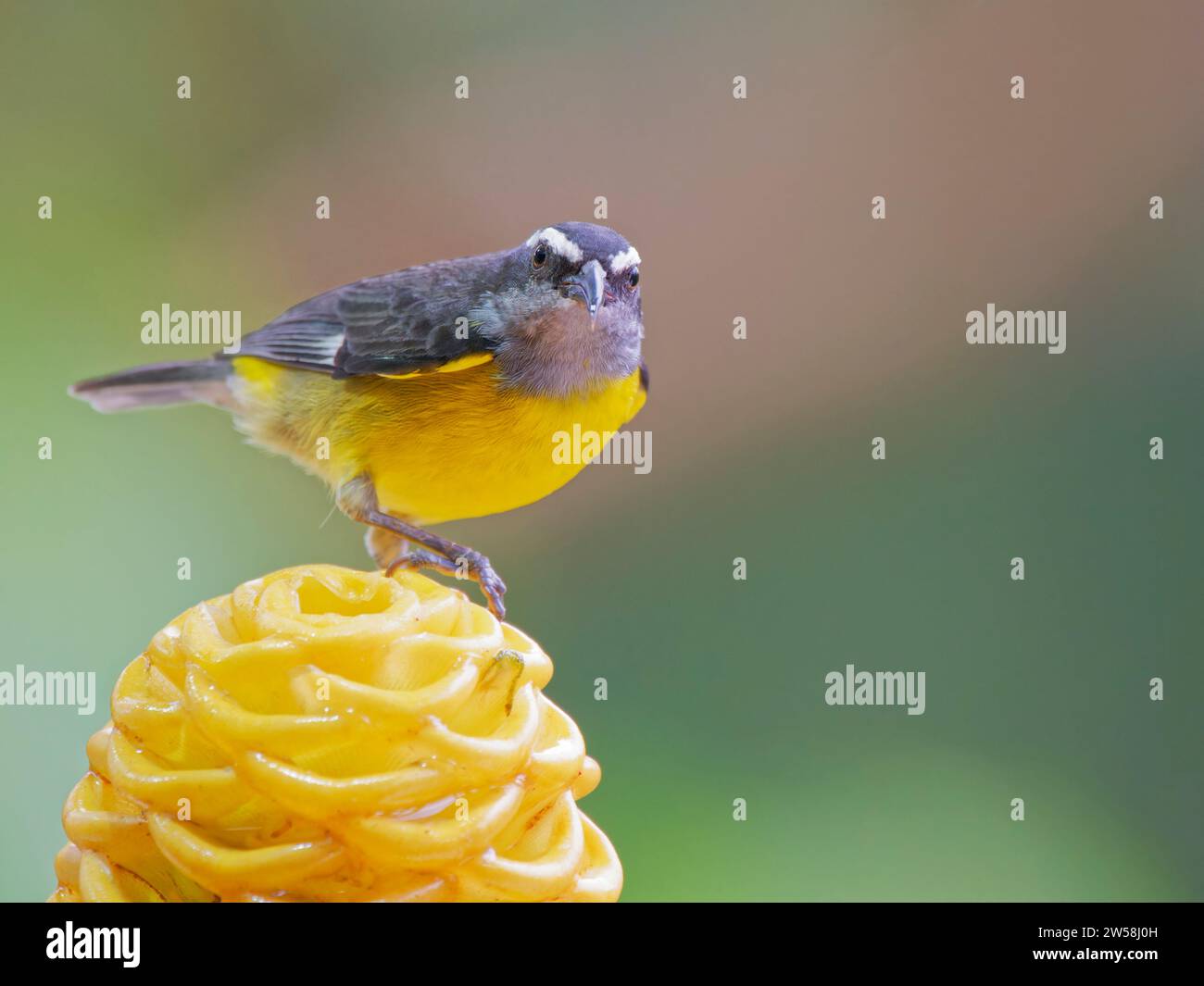 Bananaquit – feeding on flower Coereba flaveola Ecuador BI037603 Stock ...