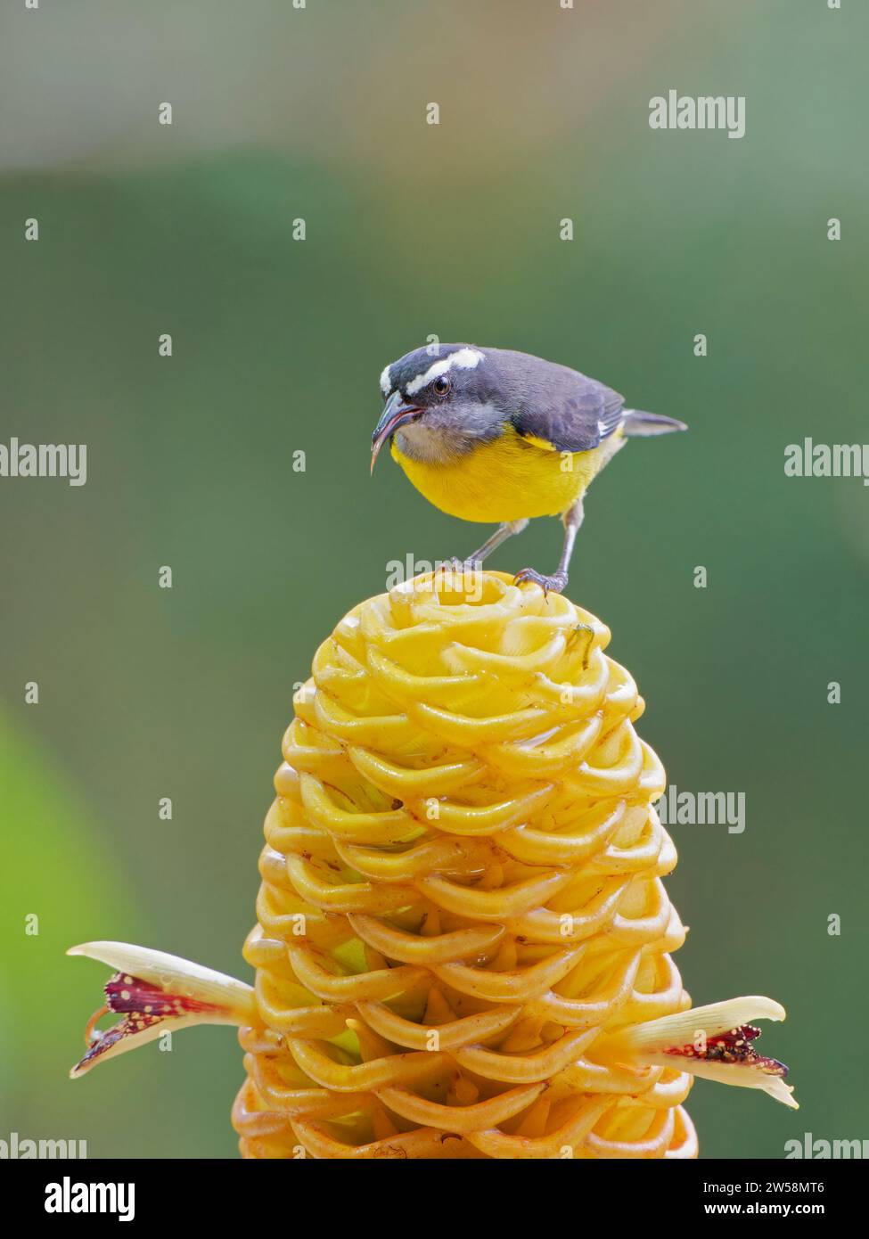 Bananaquit – feeding on flower Coereba flaveola Ecuador BI037606 Stock ...