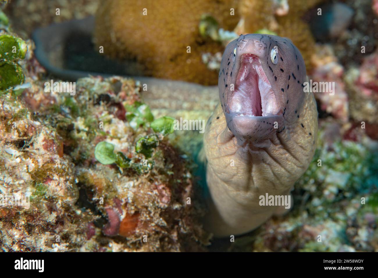 Close-up of small moray eel species geometric moray (Gymnothorax ...