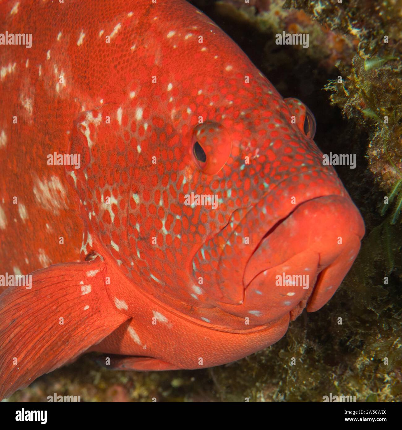 Close-up of head portrait Portrait of tomato hind (Cephalopholis ...