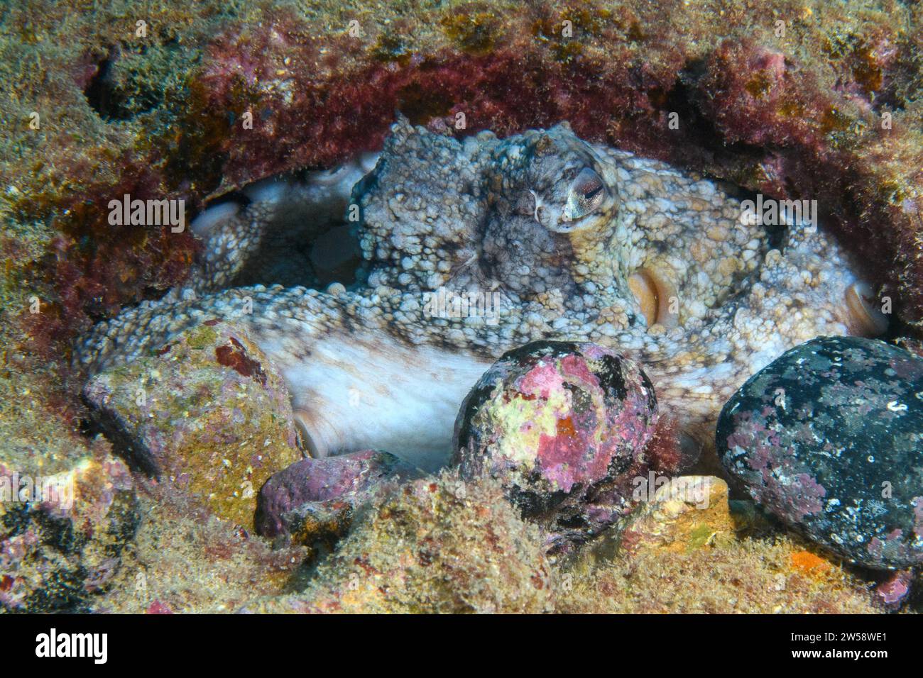 Common octopus (Octopus vulgaris) intelligent eight-armed common ...