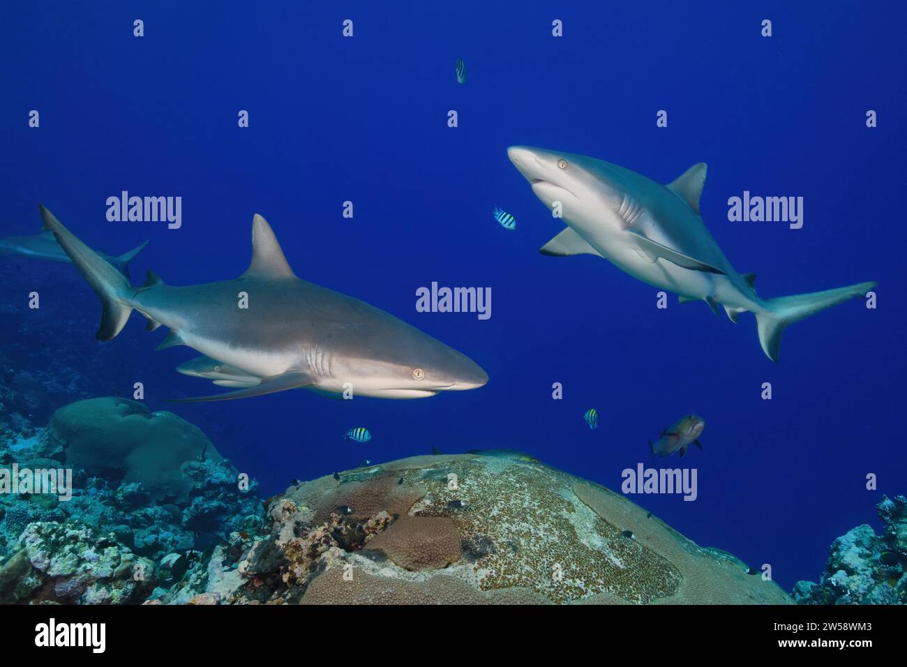 Two grey reef sharks (Carcharhinus amblyrhynchos) swimming and hunting ...