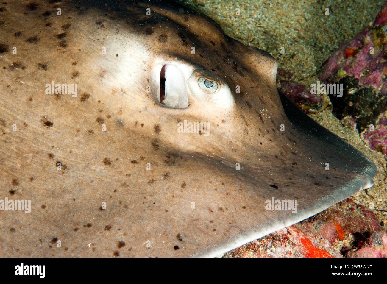 Close-up profile of head with breathing hole behind eye of common ...