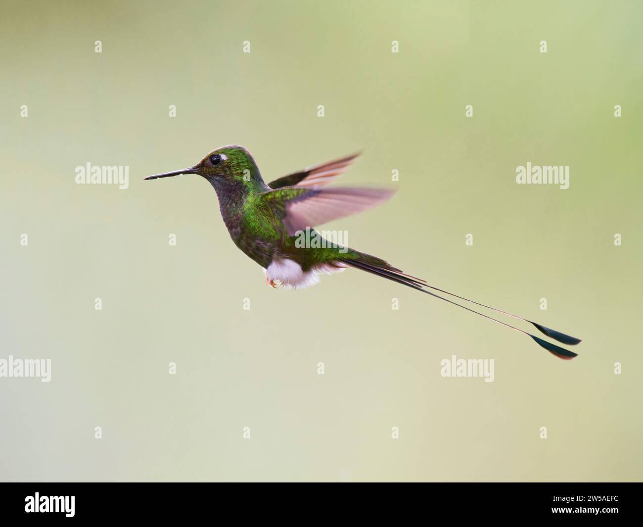 White Booted Racket Tail Hummingbird – in flight Ocreatus underwoodii ...