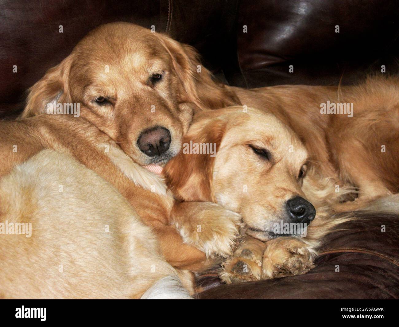 A mother and daughter Golden Retrievers cuddling on a leather sofa ...