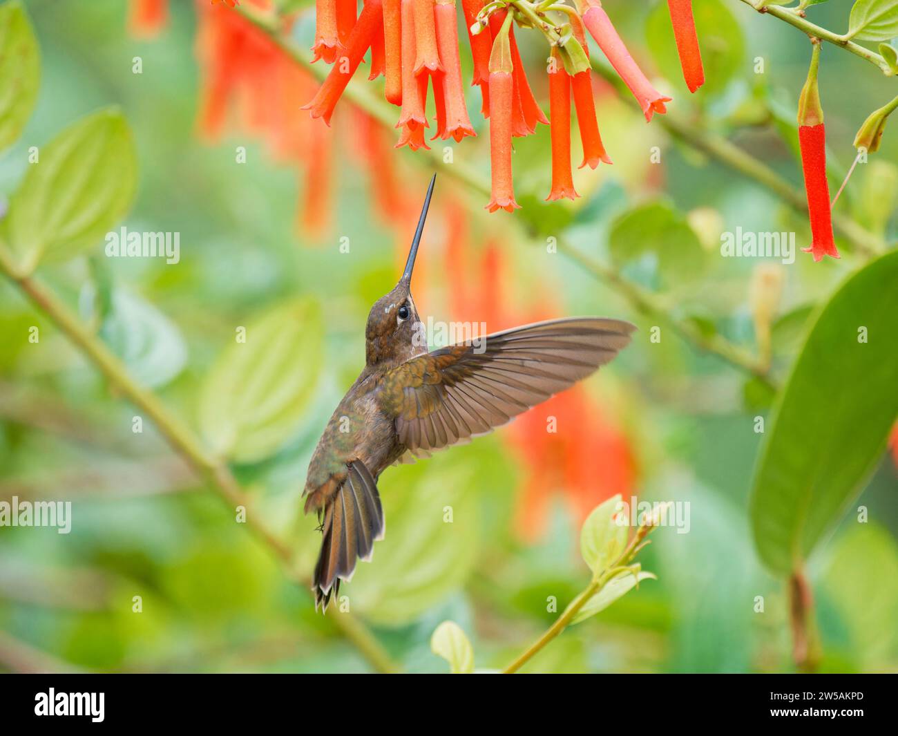 Brown Inca Hummingbird – feeding at flower in flight Coeligena wilsoni ...