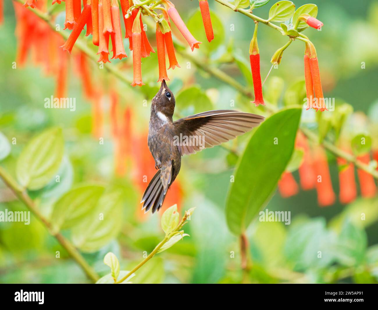 Brown Inca Hummingbird – feeding at flower in flight Coeligena wilsoni ...