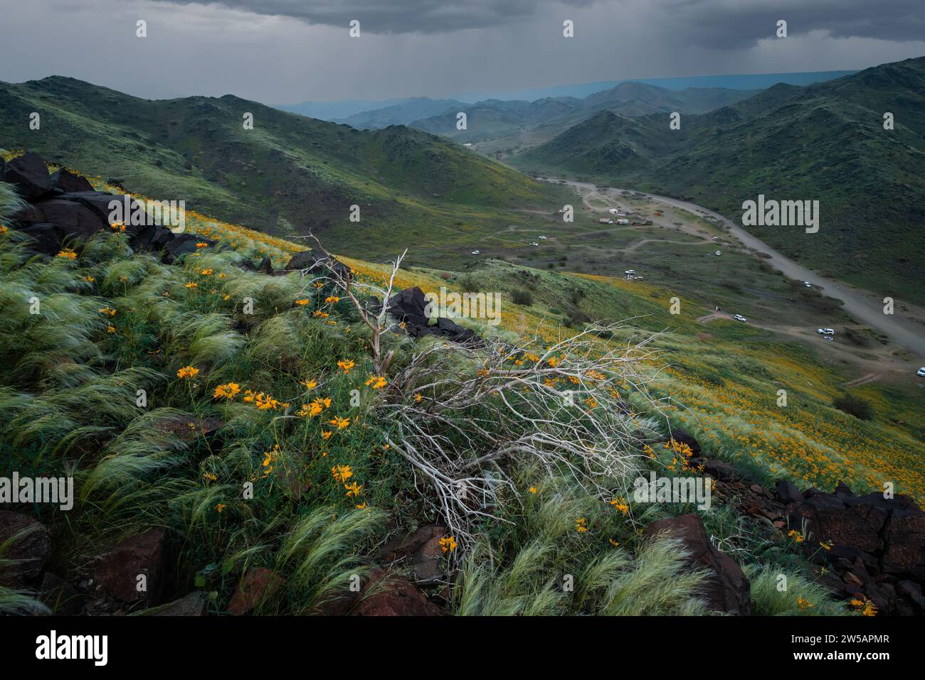 Yellow flowers and the green nature during winter in the desert of ...