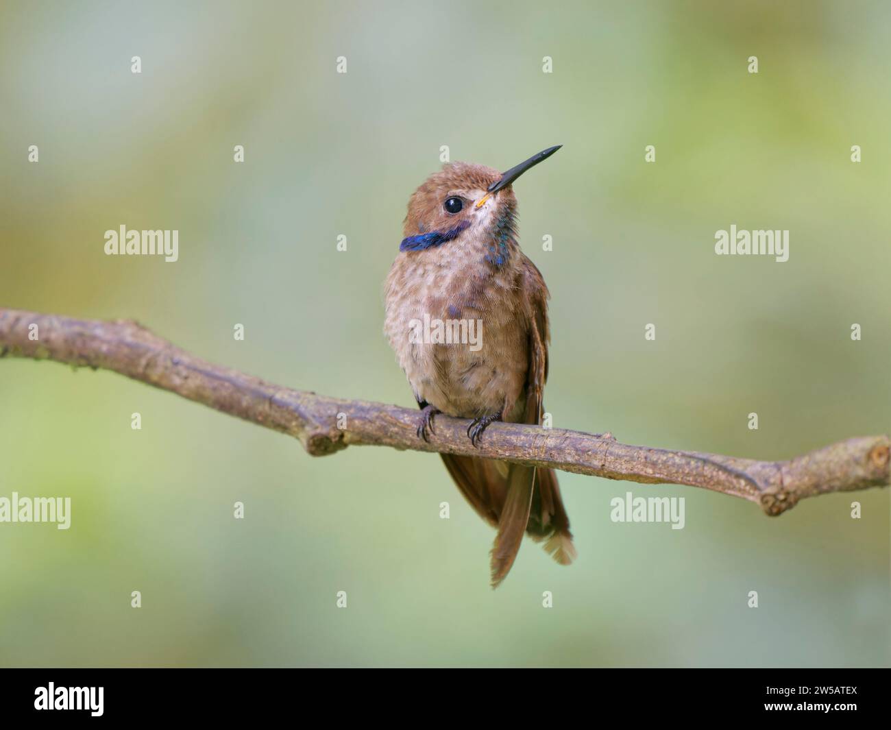 Brown Violetear Hummingbird Colibri delphinae Ecuador BI037698 Stock ...