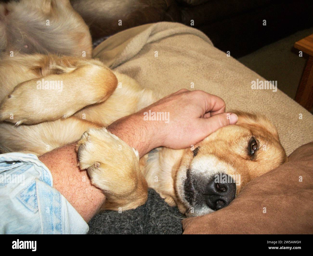 A dog holding the arm of her owner as they cuddle on a sofa as she is ...