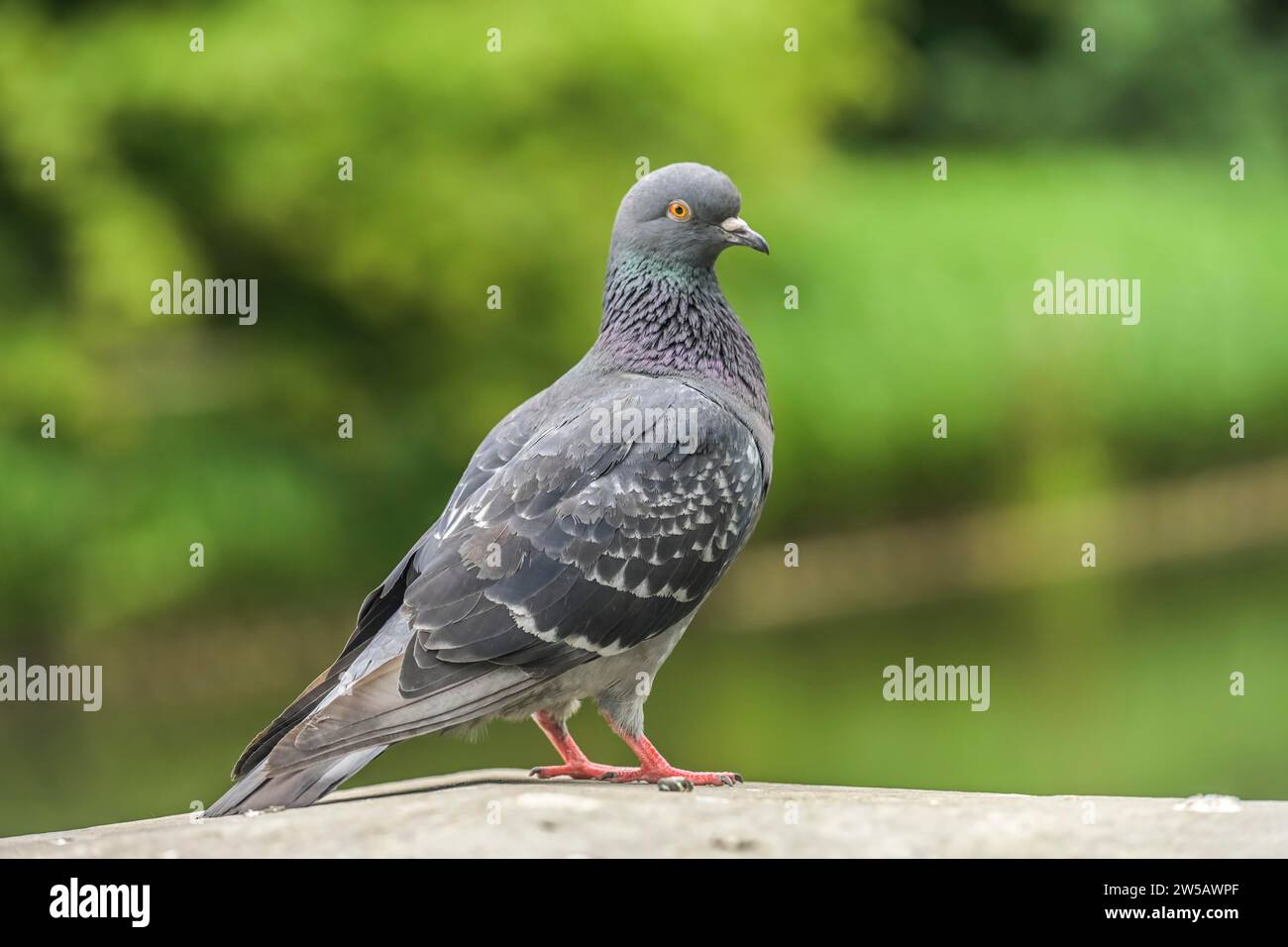 Polish pigeon hi-res stock photography and images - Alamy