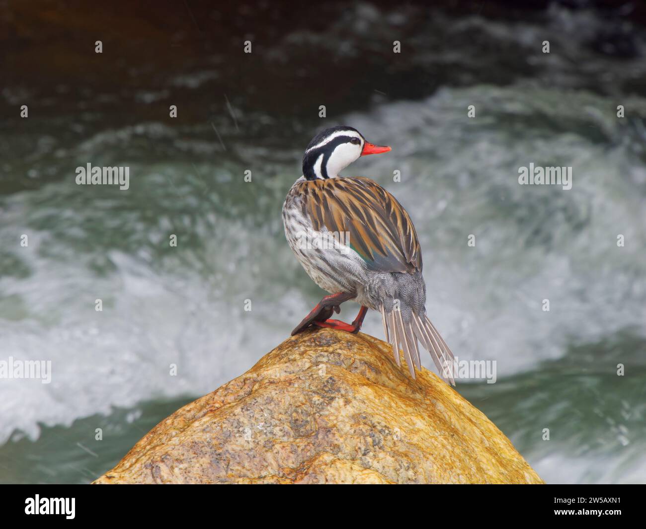 Torrent Duck – drake perched on river boulder Merganetta armata Ecuador ...