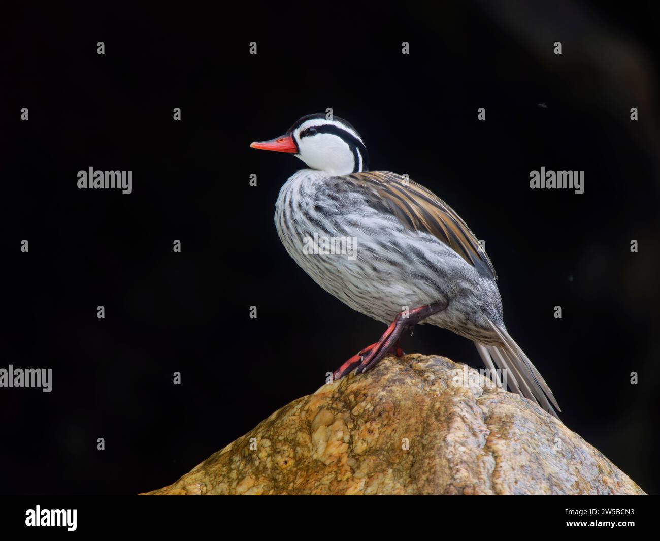 Torrent Duck – drake perched on river boulder Merganetta armata Ecuador ...