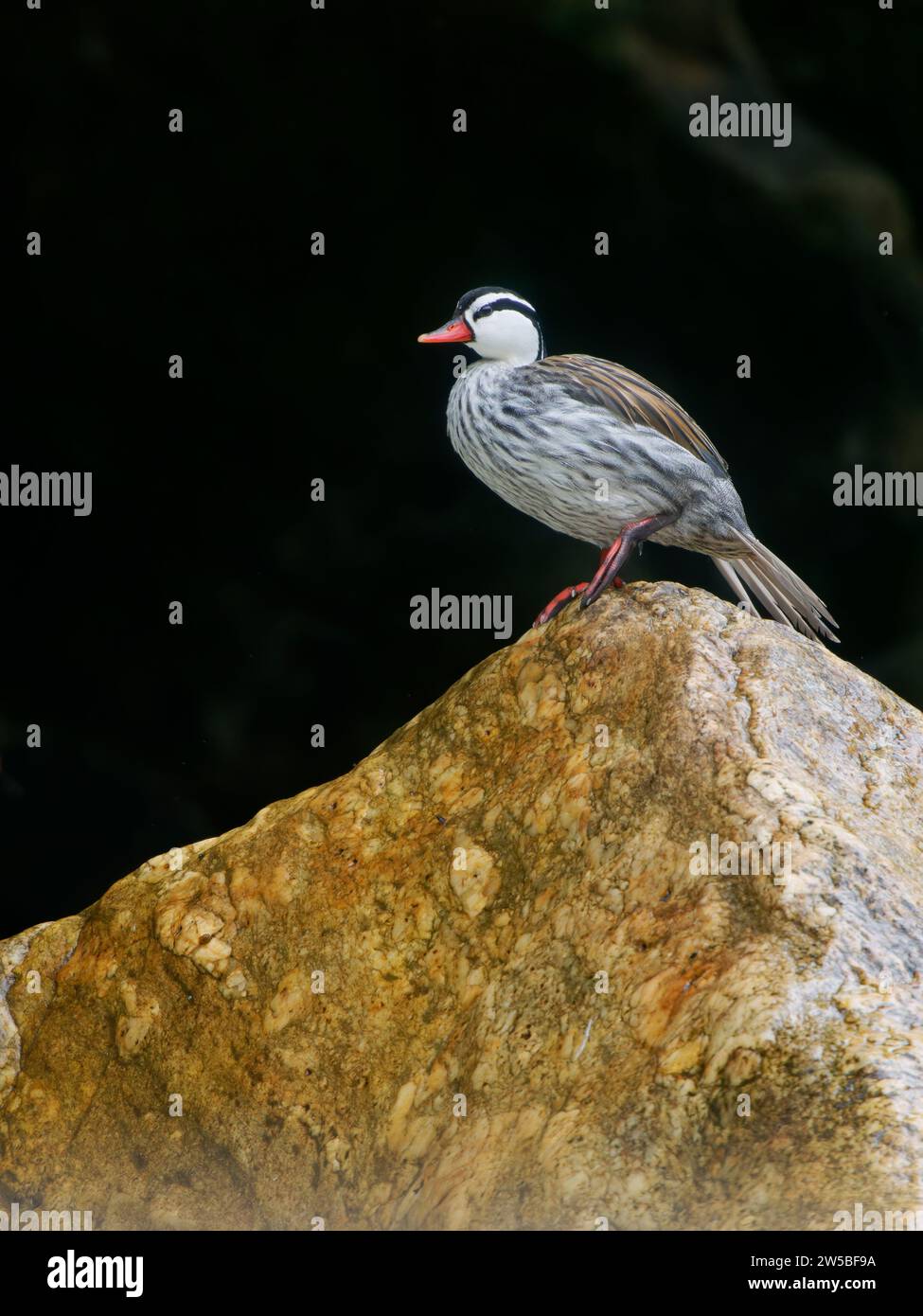Torrent Duck – drake perched on river boulder Merganetta armata Ecuador ...