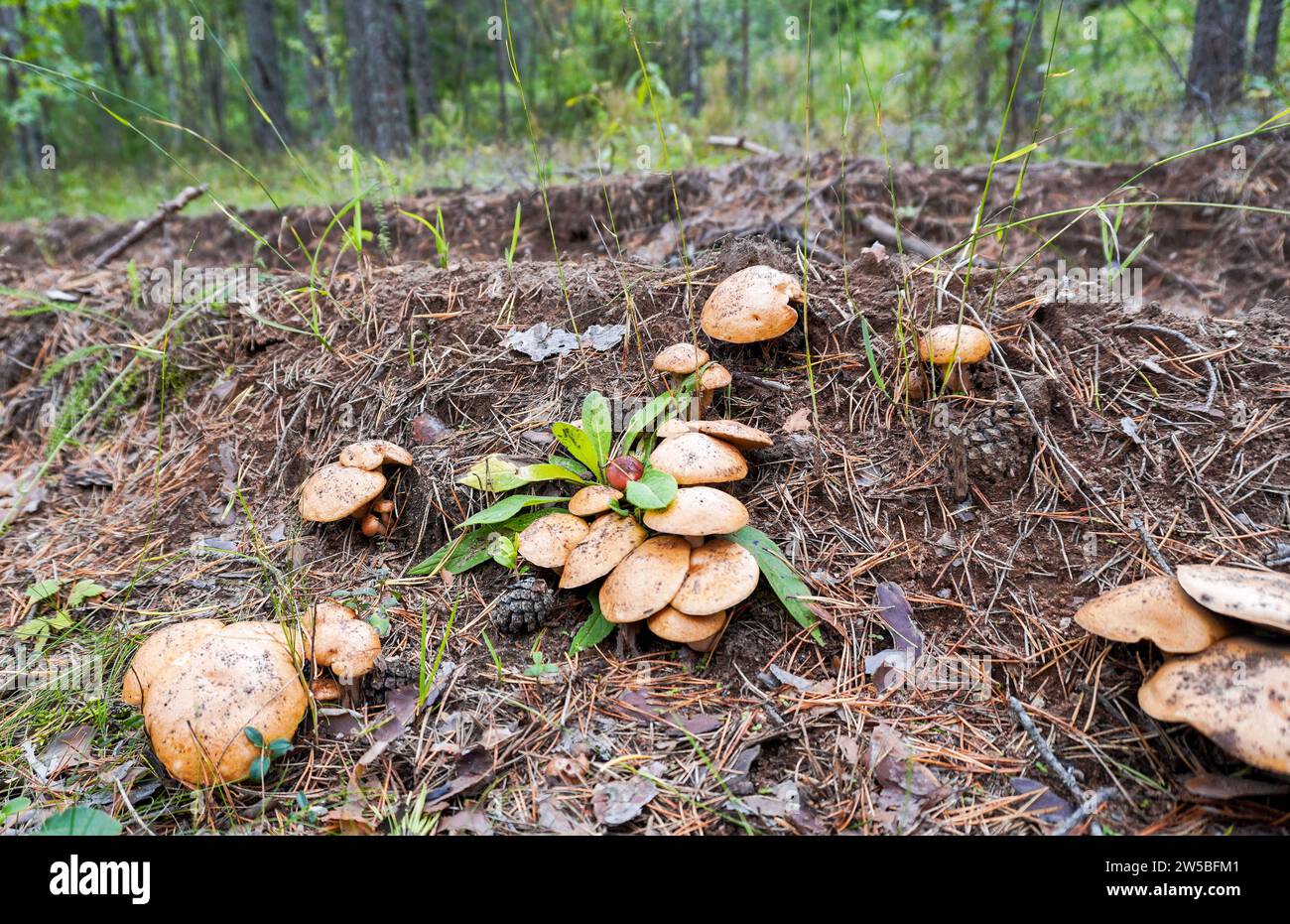Boletus mushroom grows in the summer forest. Picking mushrooms in the ...
