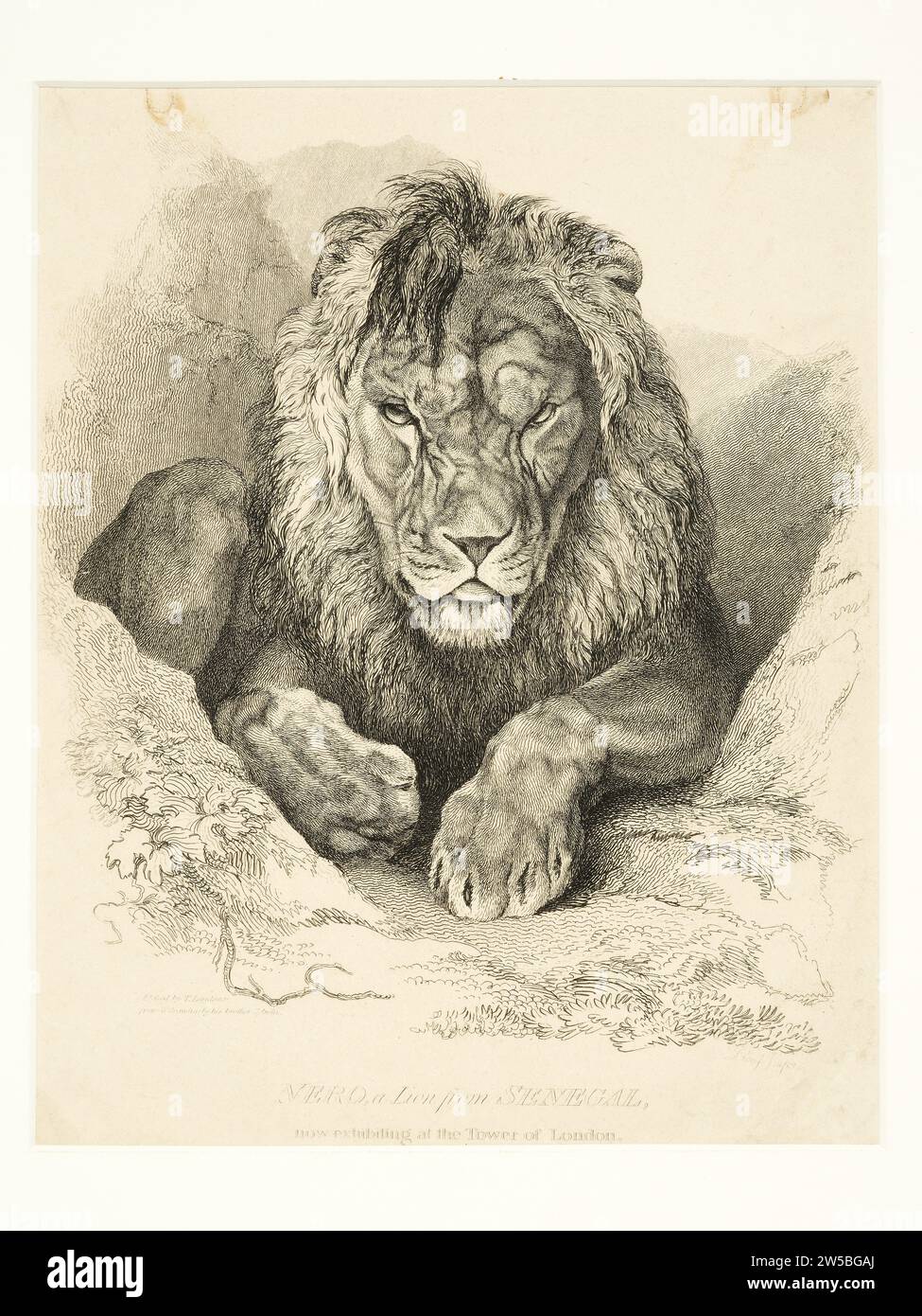 Nero, a lion from Senegal, from the Tower Menagerie, etched by T ...
