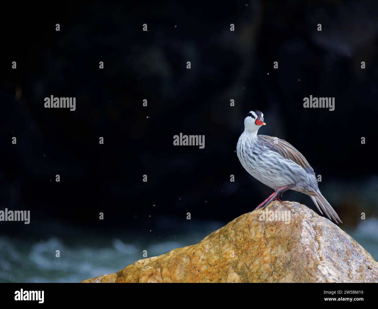 Torrent Duck – drake perched on river boulder Merganetta armata Ecuador ...