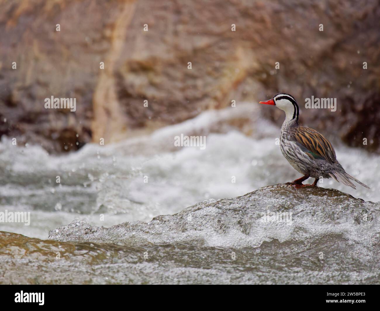 Torrent duck merganetta armata hi-res stock photography and images - Alamy