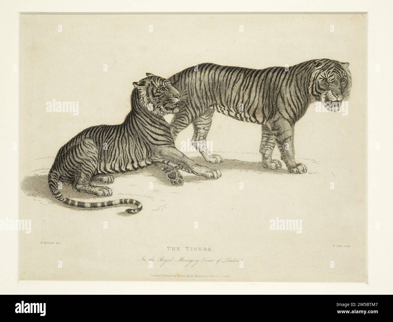 Tigers in the Royal Menagerie, Tower of London Stock Photo - Alamy