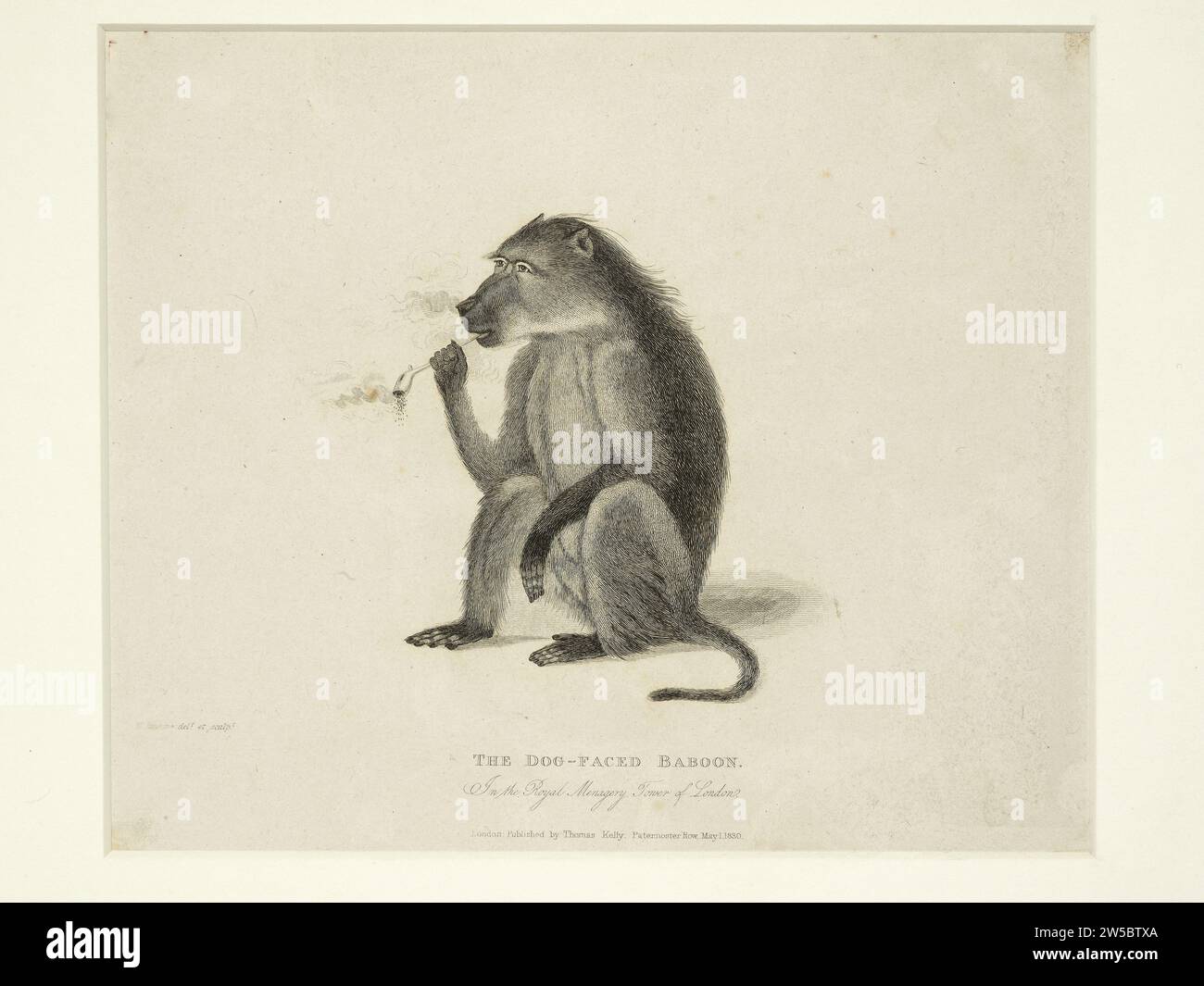 Dog-Faced Baboon in the Royal Menagerie, Tower of London Stock Photo ...