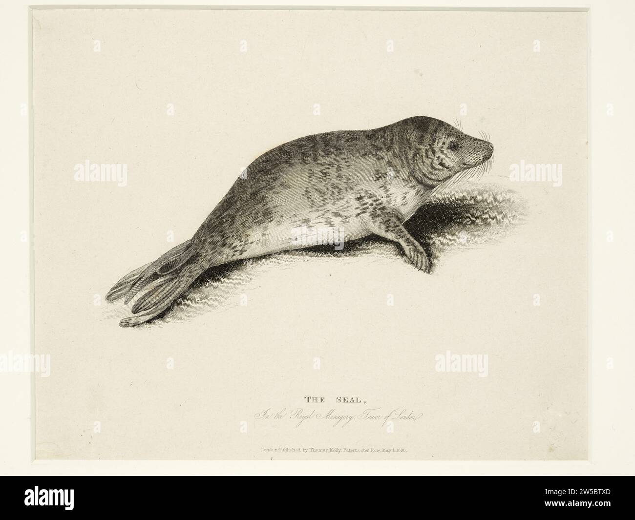 Seal in the Royal Menagerie, Tower of London Stock Photo - Alamy