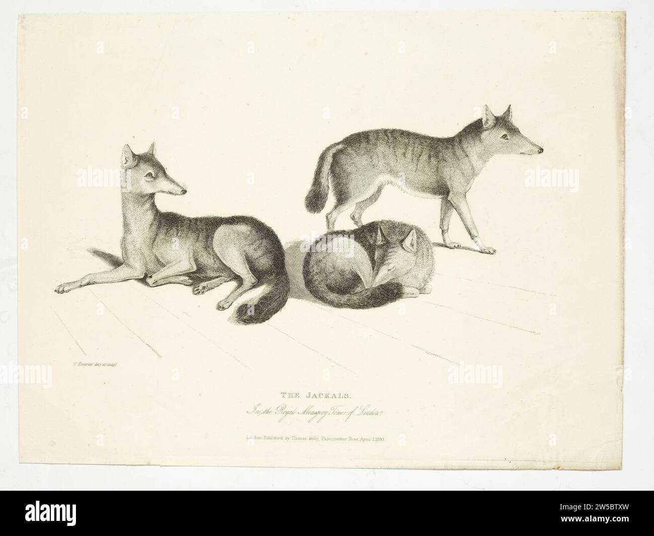 Jackals in the Royal Menagerie, Tower of London Stock Photo - Alamy