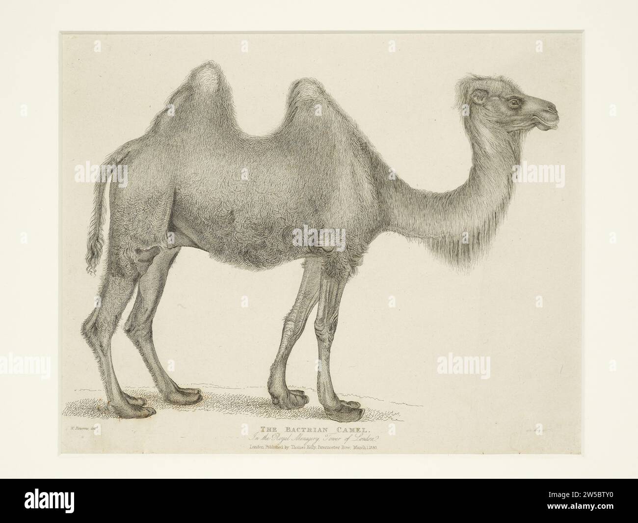 Bactrian Camel, in the Royal Menagerie, Tower of London Stock Photo - Alamy