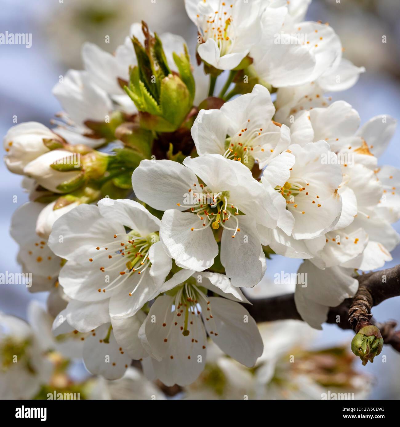 Cherry blossom (Prunus avium Stock Photo - Alamy