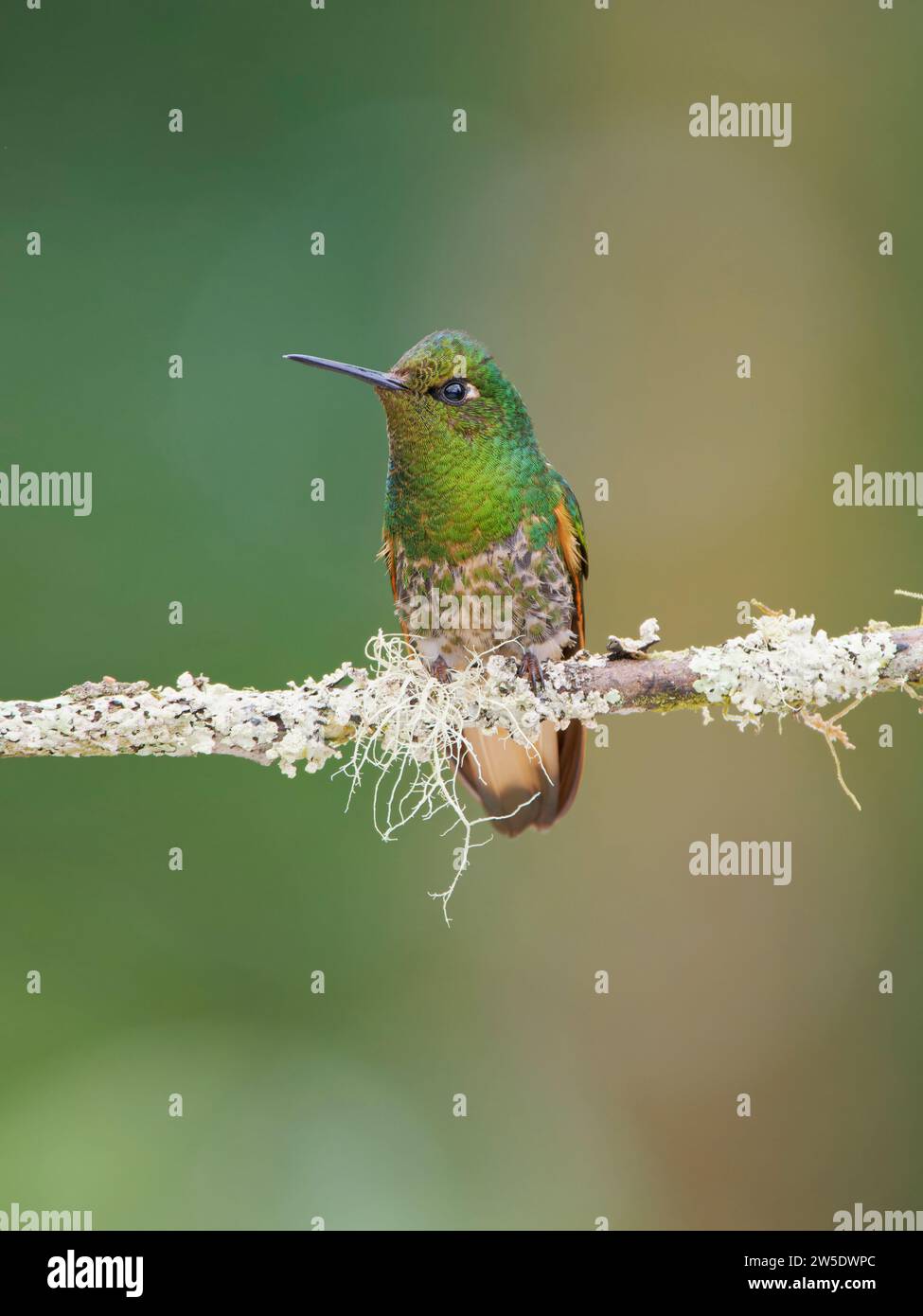 Buff Tailed Coronet Hummingbird Boissonneaua flavescens Ecuador ...